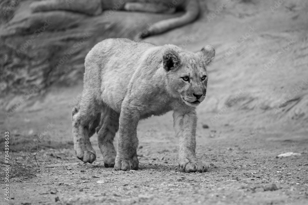 Barbary lion, North Africa, Atlas. This species of lion is already ...