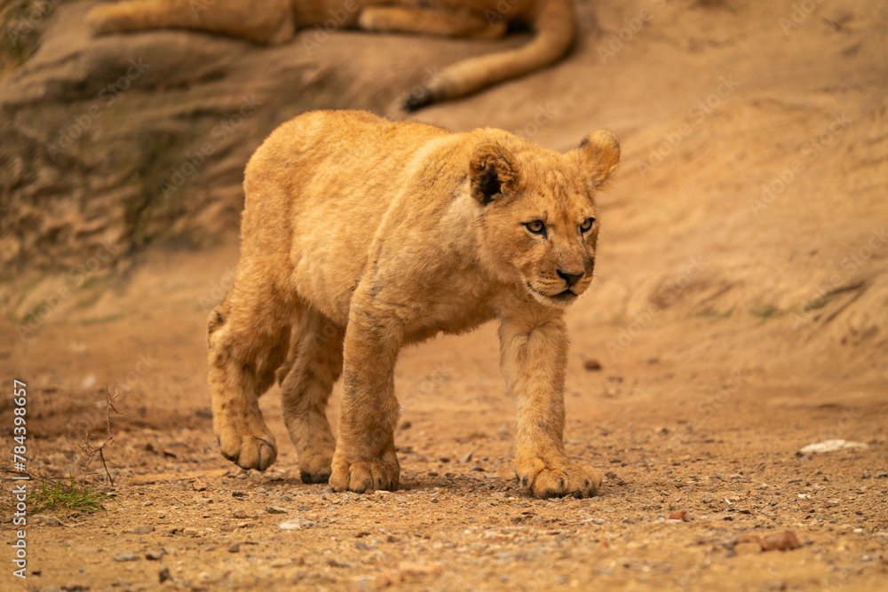 Barbary lion, North Africa, Atlas. This species of lion is already ...