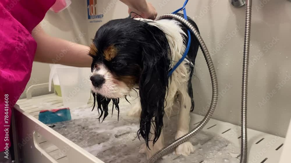 Funny portrait of Cavalier King Charles spaniel dog taking shower with ...