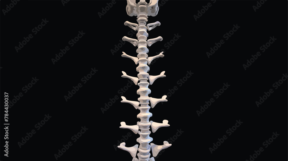 Vetor de Human Skeleton Vertebral Column Vertebrae Anatomy 3 do Stock ...