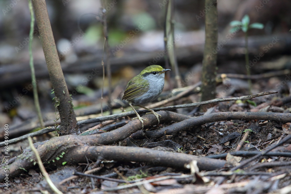 The collared puffbird (Bucco capensis) is a species of bird in the ...
