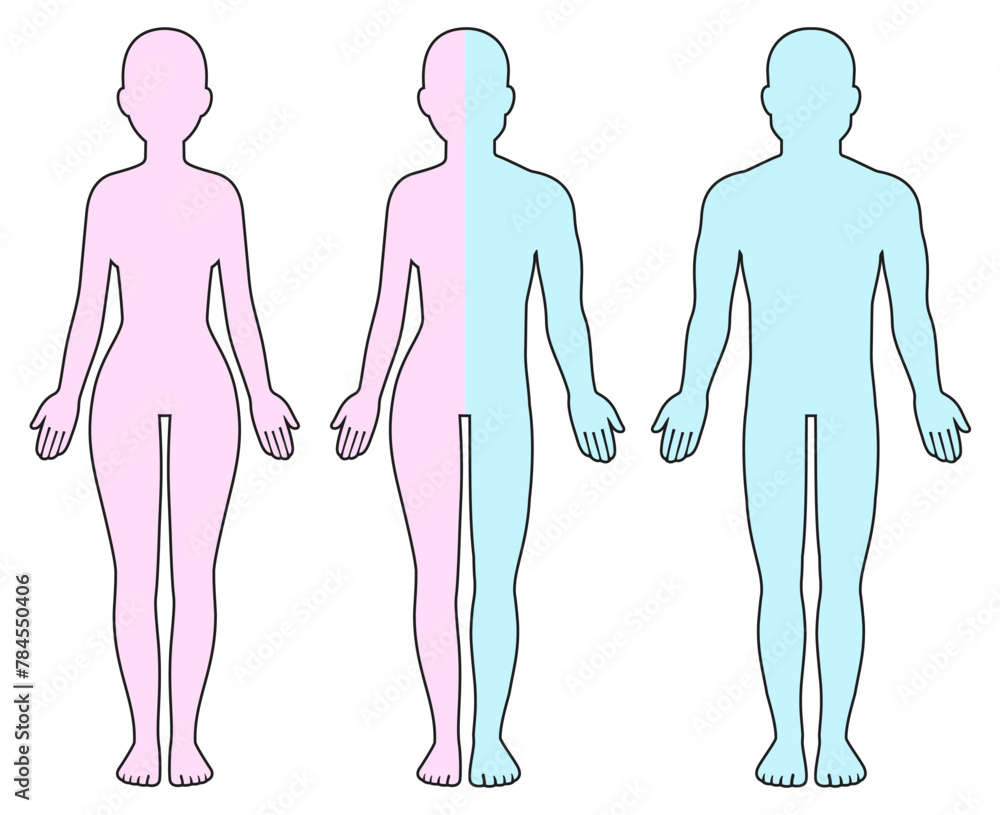 Poster Male, female and half man half woman body outline – Wall Art ...