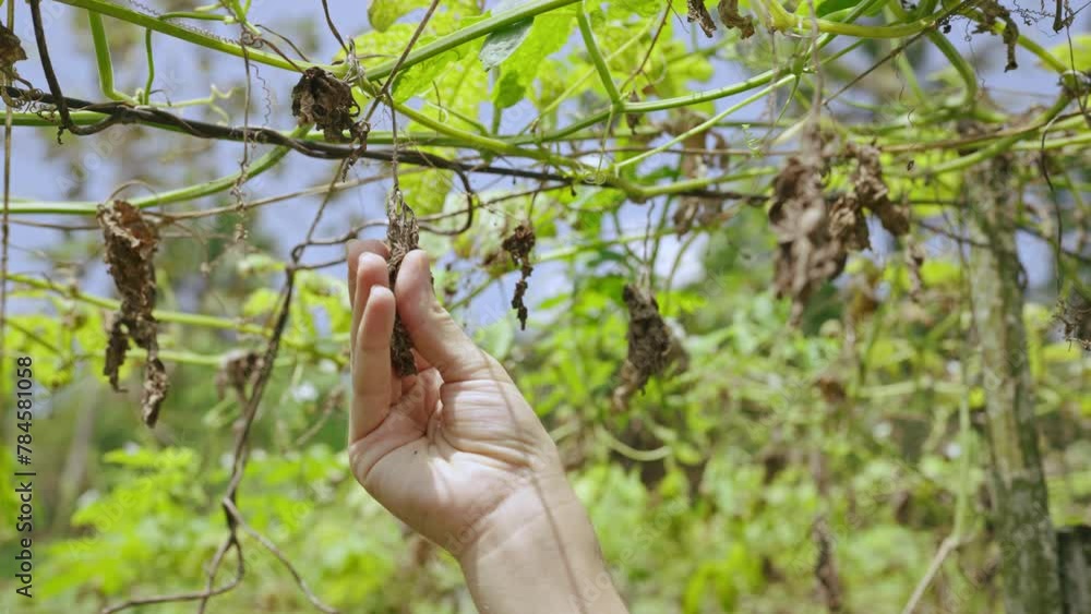 Female agronomist hand holding dried up plant close-up shot. Woman ...