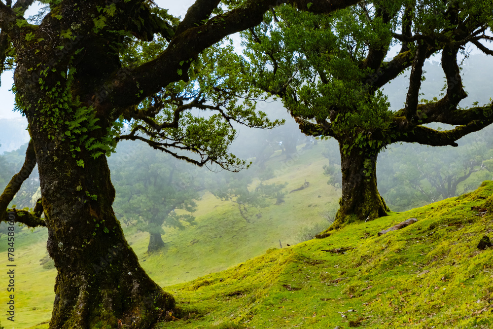 Twisted trees in the fog in Fanal Forest on the Portuguese island of ...