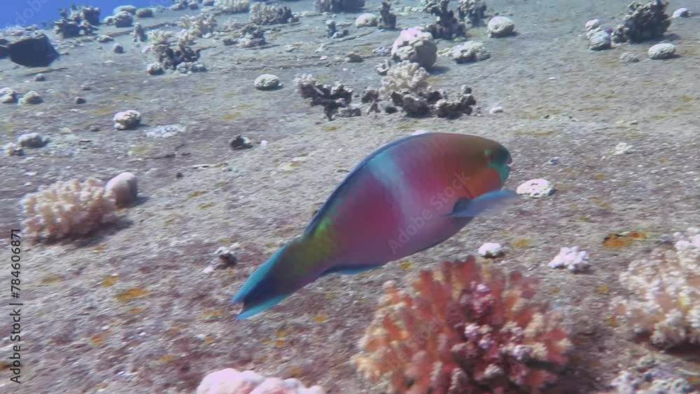 Vidéo Stock Tropical fish - parrotfish (Scaridae) on the wreck ...