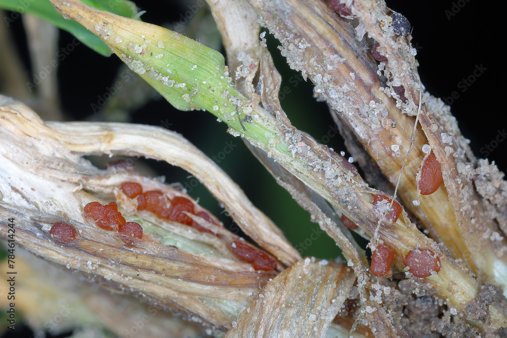 Symptoms of Typhula blight (commonly called gray snow mold or speckled ...