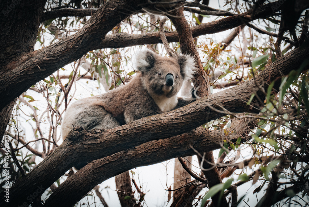Koala in the wild with gum tree on the Great Ocean Road, Australia ...