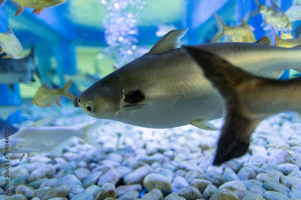 freshwater fish Belongs to the Swai fish family. It has a rounded head ...