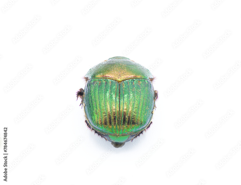 female Phanaeus igneus - is a North American scarab dung beetle Front ...