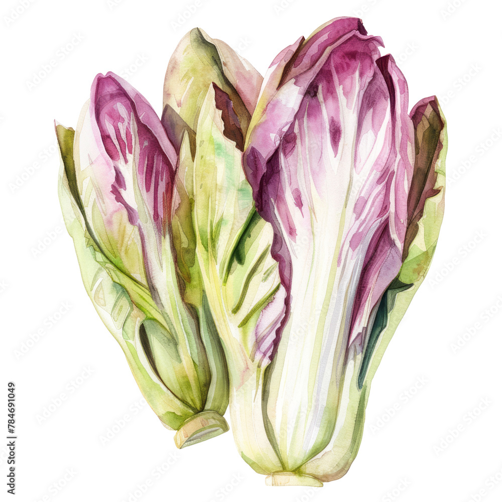 vegetable - Endive comes in two main varieties: curly endive (also ...