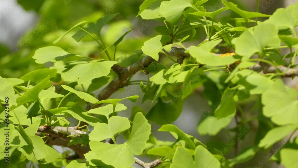Ginkgo biloba, known as ginkgo, also spelled gingko, or as the ...