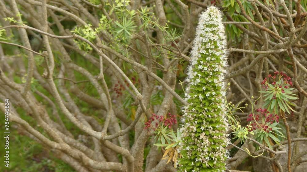 Echium simplex (Tower of jewels) is a herbaceous biennial plant which ...