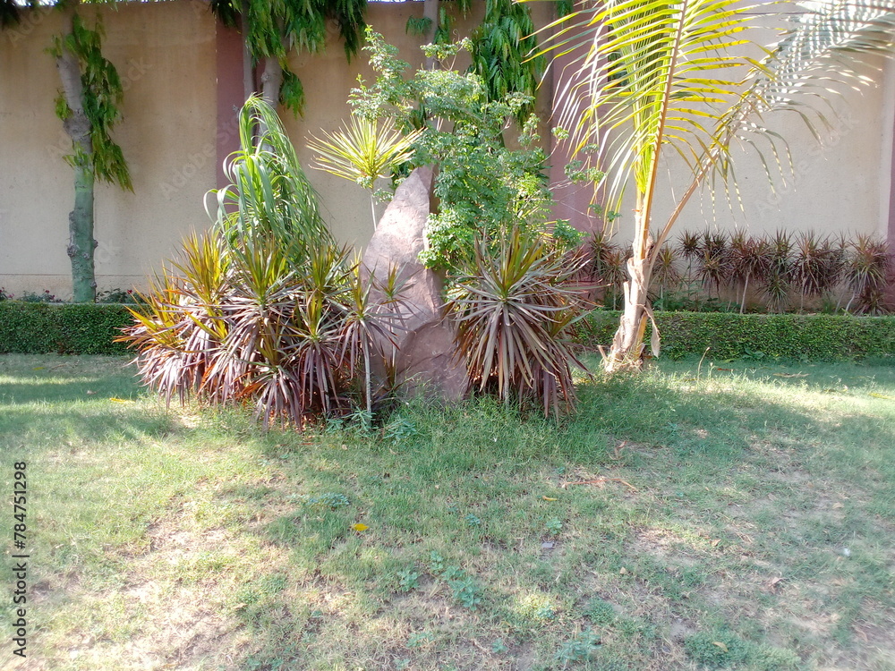 Yucca is a genus of perennial shrubs and trees in the family ...