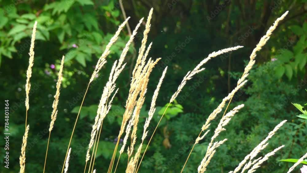 Feather reed grass, Calamagrostis acutiflora, is an upright grass with ...