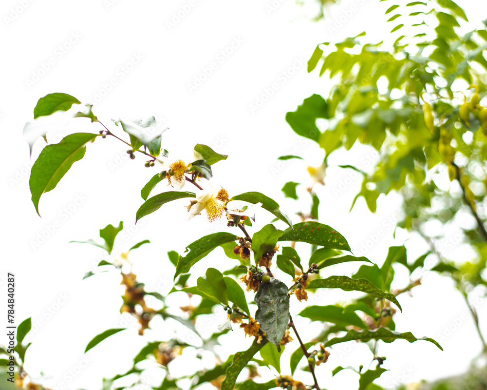 Blooming tea flower and other tropical plants isolated on white ...