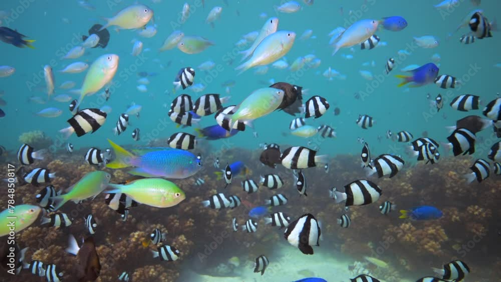 Healthy marine ecosystem with reef fish school above coral reef in the ...