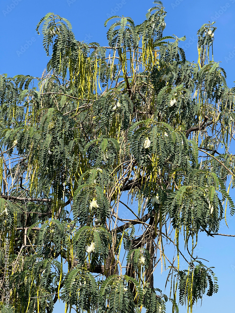 green Sesbania Grandiflora tree with blue sky Stock Photo | Adobe Stock