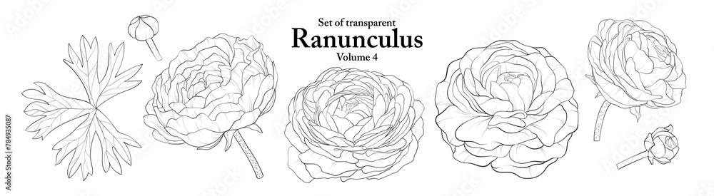 A series of isolated flower in cute hand drawn style. Ranunculus in ...