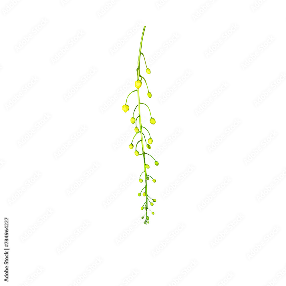 Vector illustration, laburnum flower isolated on white background ...