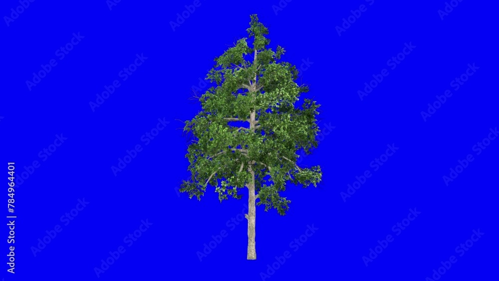 3D black gum tree with wind effect on blue screen 3D animation. You can ...