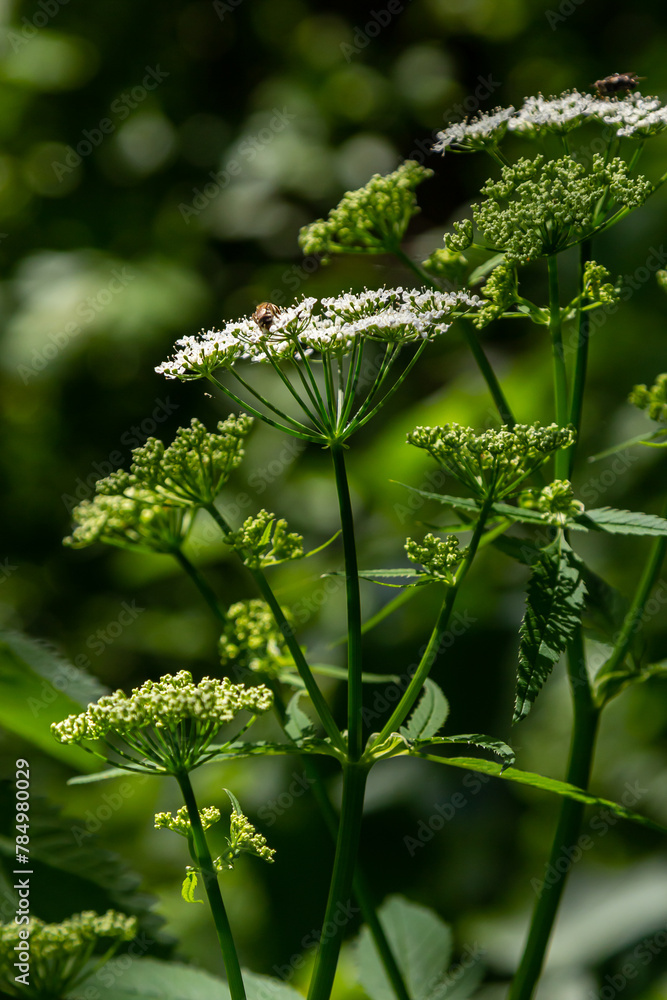Conium maculatum, colloquially known as hemlock, poison hemlock or wild ...