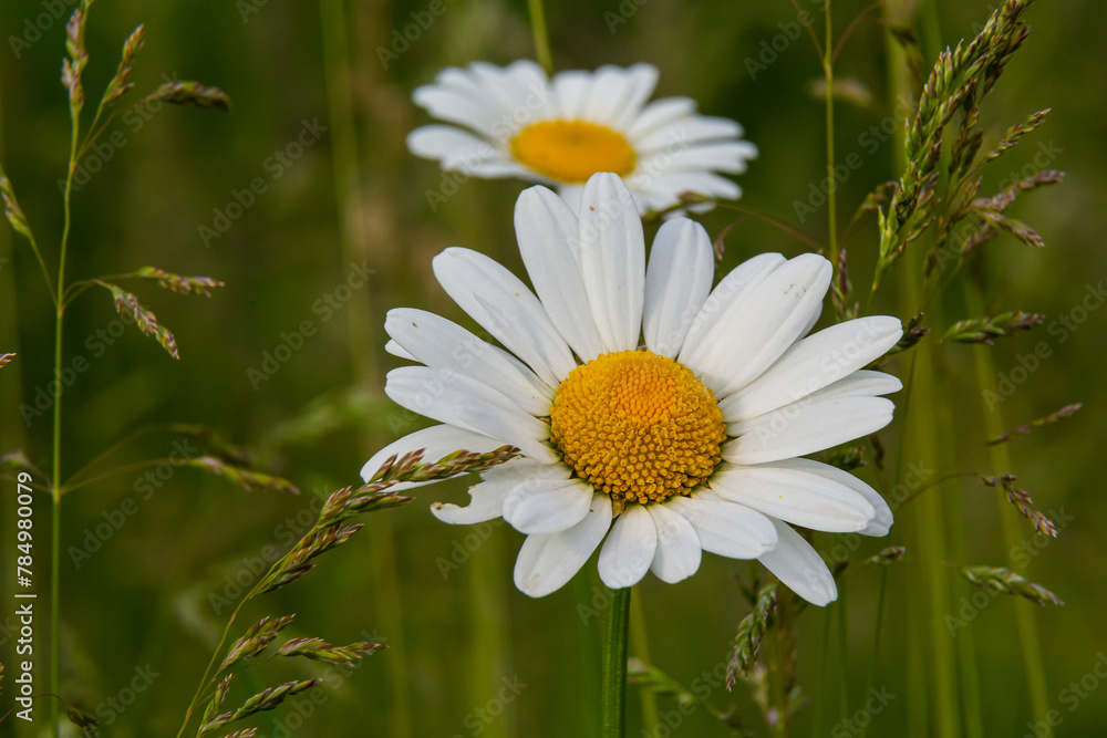 Wild daisy flowers growing on meadow, white chamomiles. Oxeye daisy ...