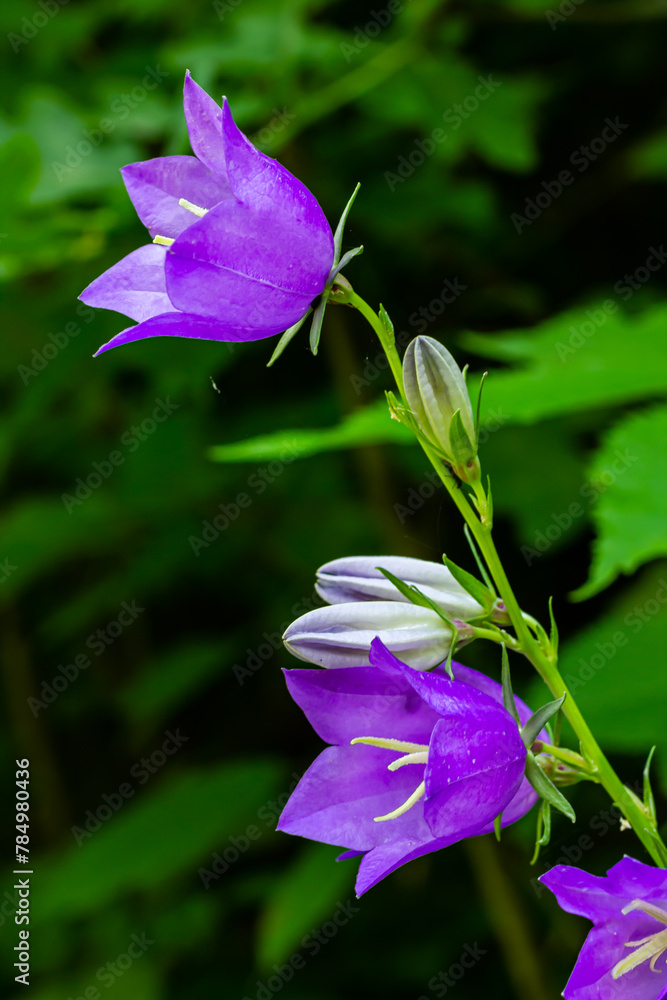 Balloon Flower, Tussock Bellflower, Campanula persicifolia or Campanula carpatica purple bell ...
