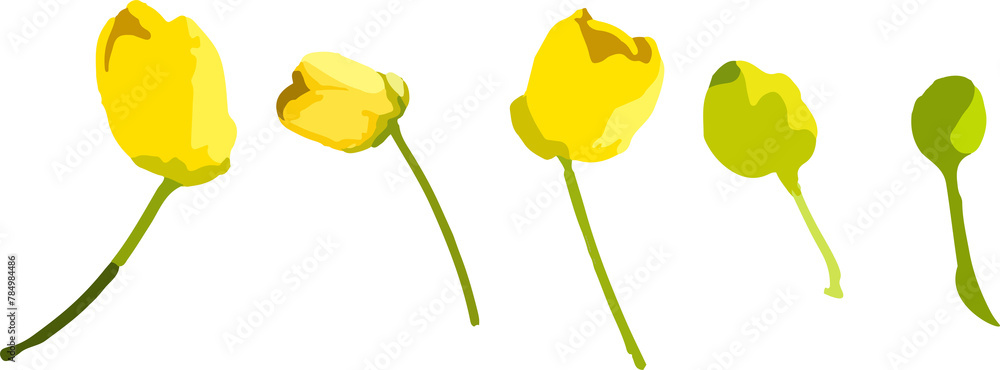 Vector illustration, laburnum flower isolated on white background ...