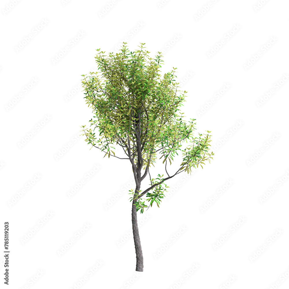 3d illustration of Banksia Integrifolia tree isolated on transparent ...