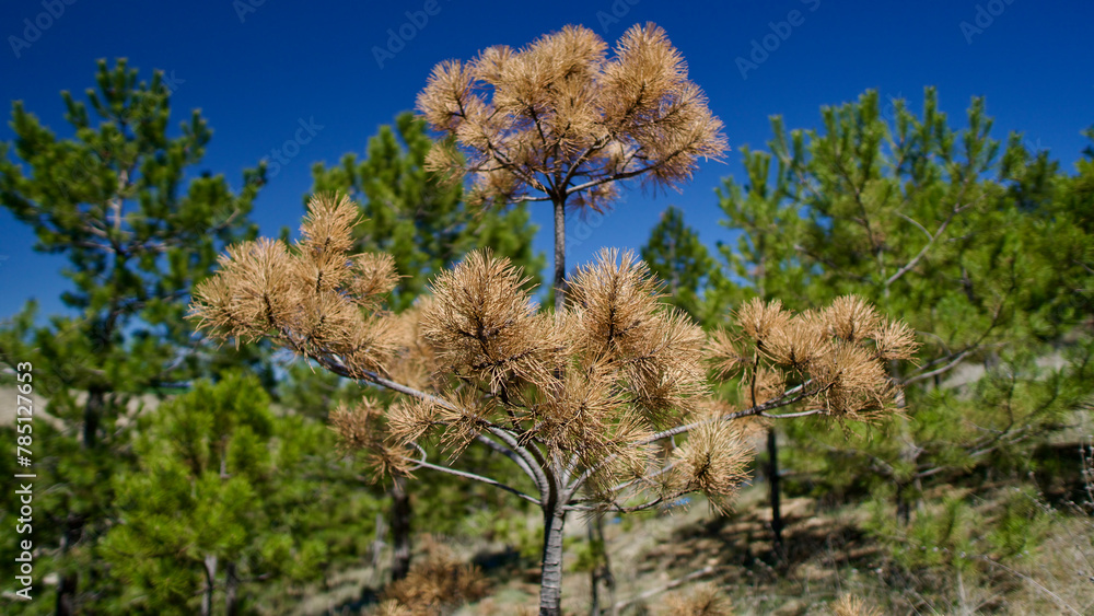 Dried trees in front of the blue sky. Pine and maple trees drying out ...