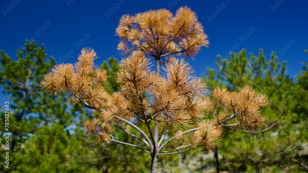 Dried trees in front of the blue sky. Pine and maple trees drying out ...