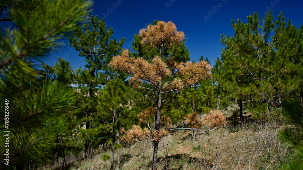 Dried trees in front of the blue sky. Pine and maple trees drying out ...
