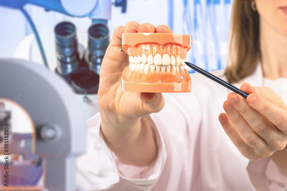 Jaws in hands of doctor. Dental health. Cropped woman demonstrates ...