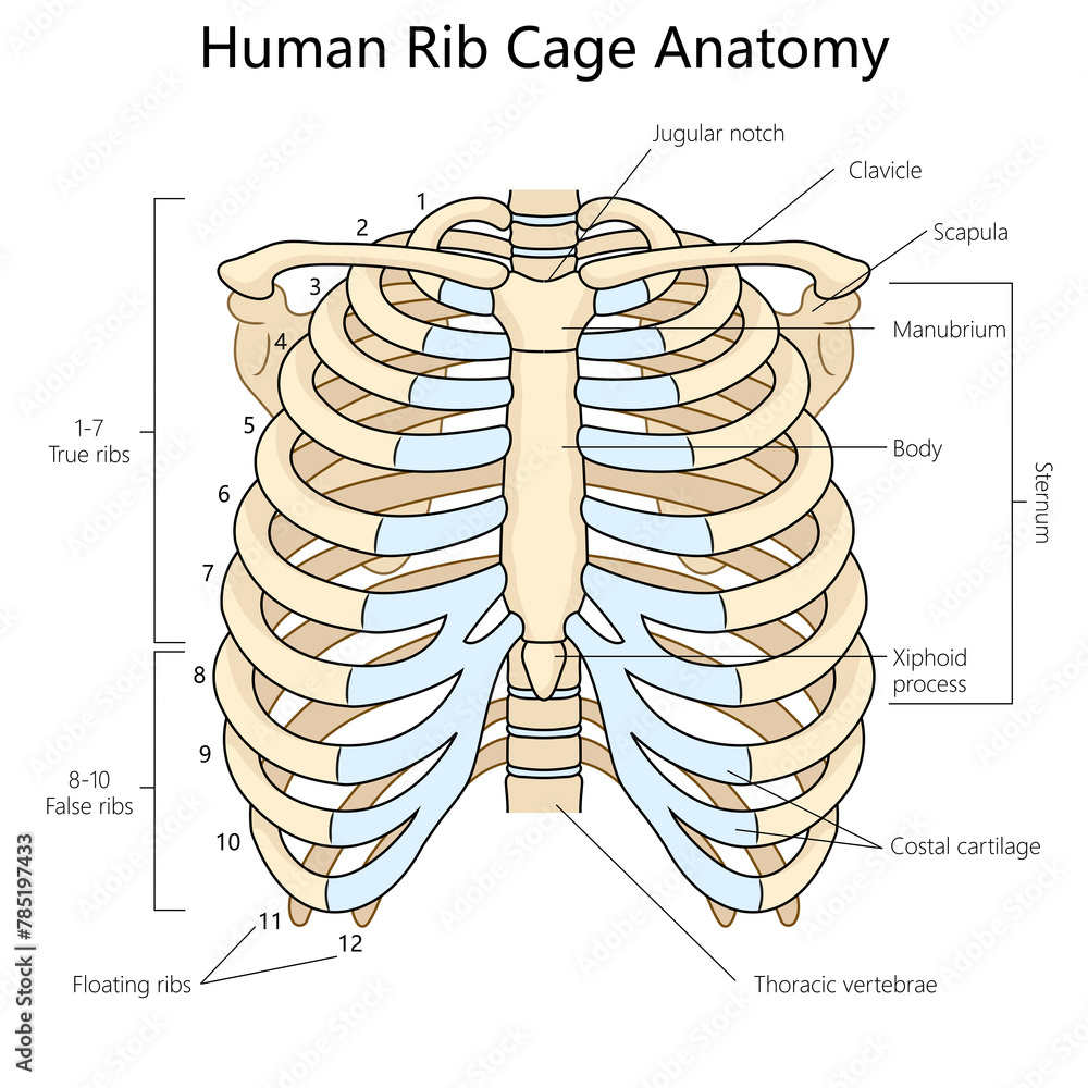 human rib cage with labeled parts, suitable for anatomy studies and ...