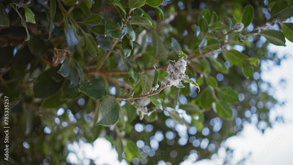 Close-up of quercus ilex, an evergreen oak tree native to murcia, spain ...