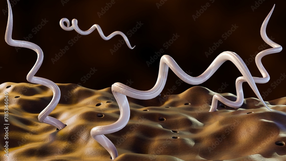3d rendering of Borrelia burgdorferi, is a bacterium that causes Lyme ...