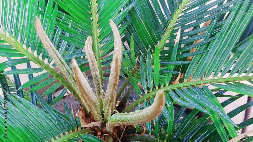 Cycad Plant. Cycas Plant. Fresh green cycad plants in the garden. sago ...