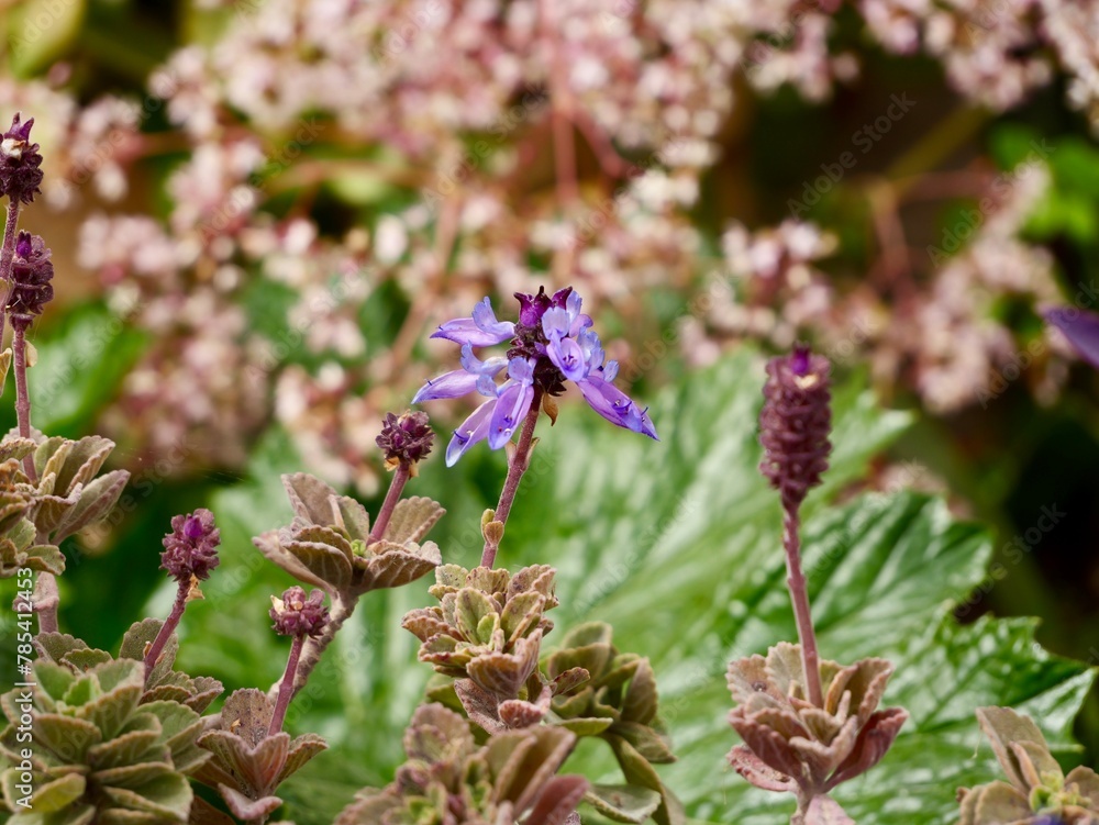 Flowers of Indian borage, country borage, French thyme, Indian mint ...