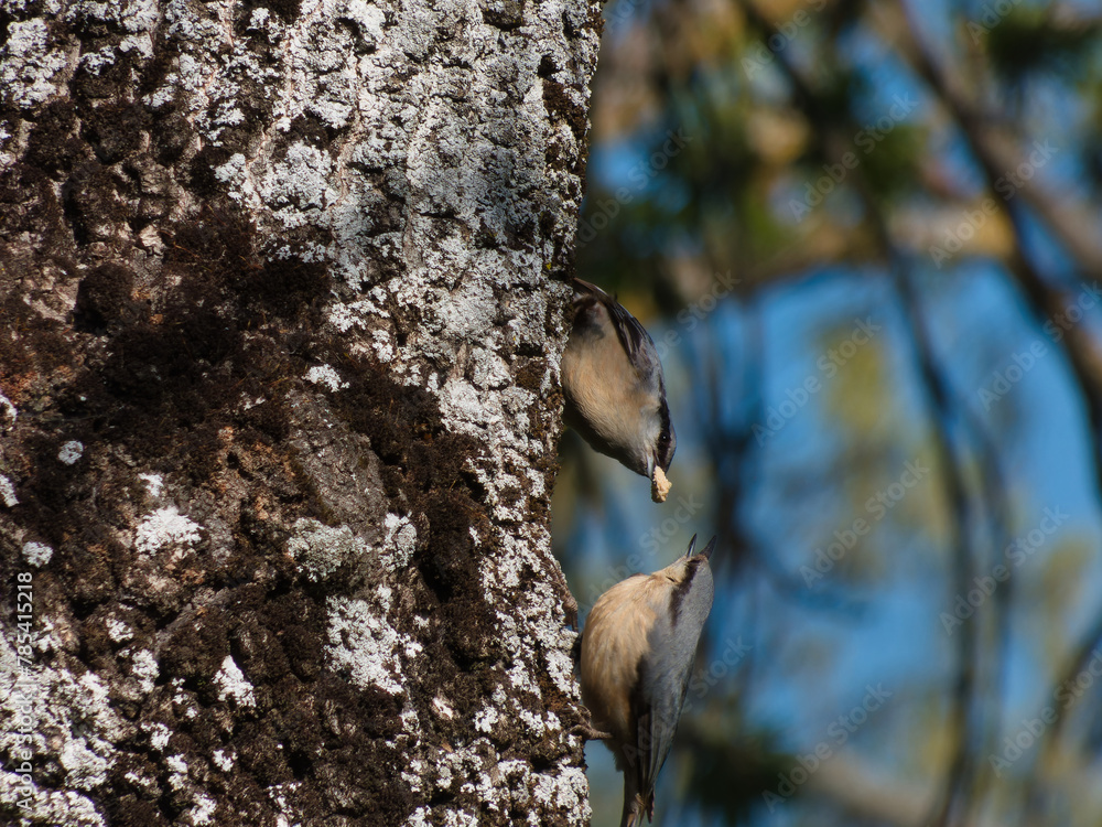 nuthatch, black-capped, Sitta canadensis, bird, animal, nature, Stock ...