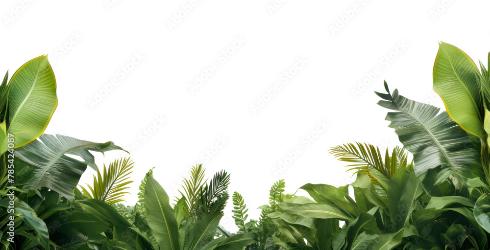 PNG Banana tree landscape border backgrounds outdoors nature Stock ...