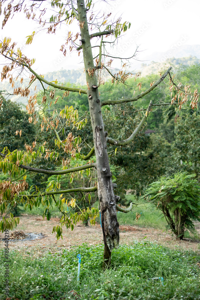 durian illness in the plantations,Durian disease ,in the durian garden ...