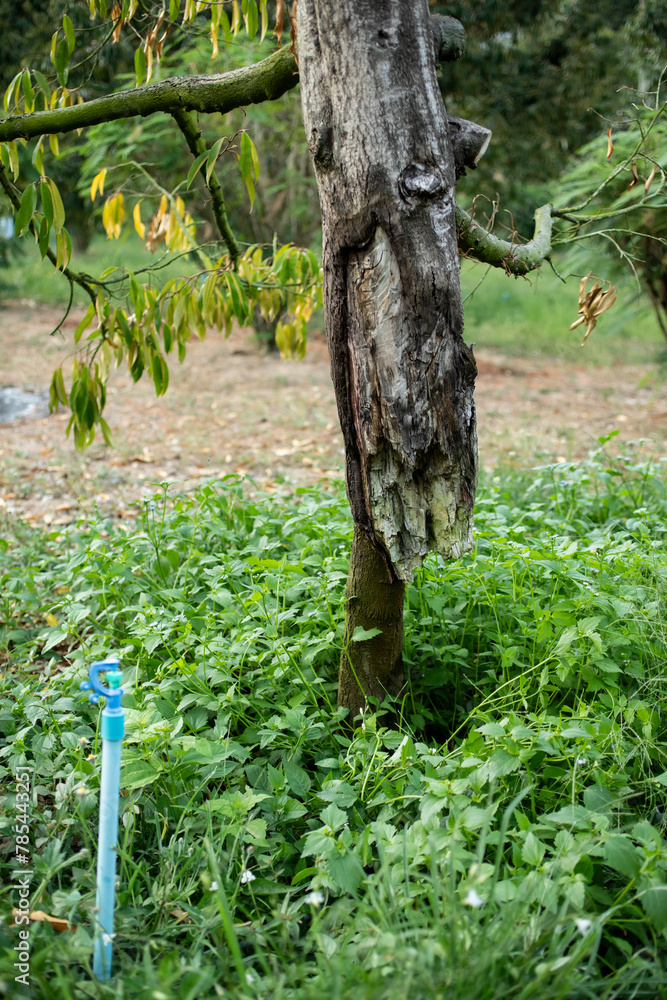 durian illness in the plantations,Durian disease ,in the durian garden ...