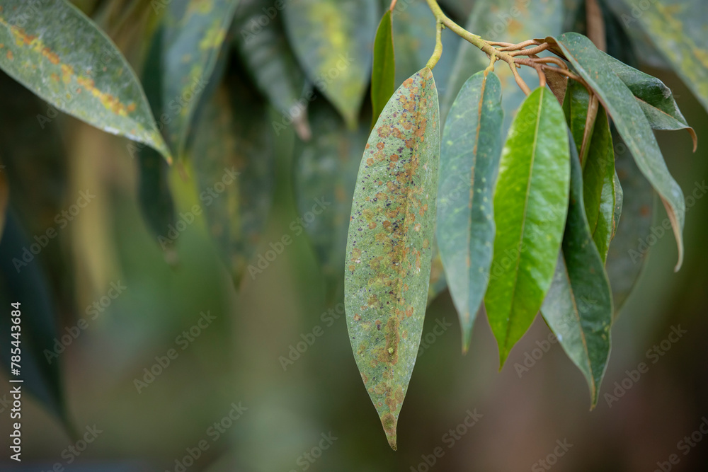 durian leaves in the plantations,Durian disease ,in the durian garden ...