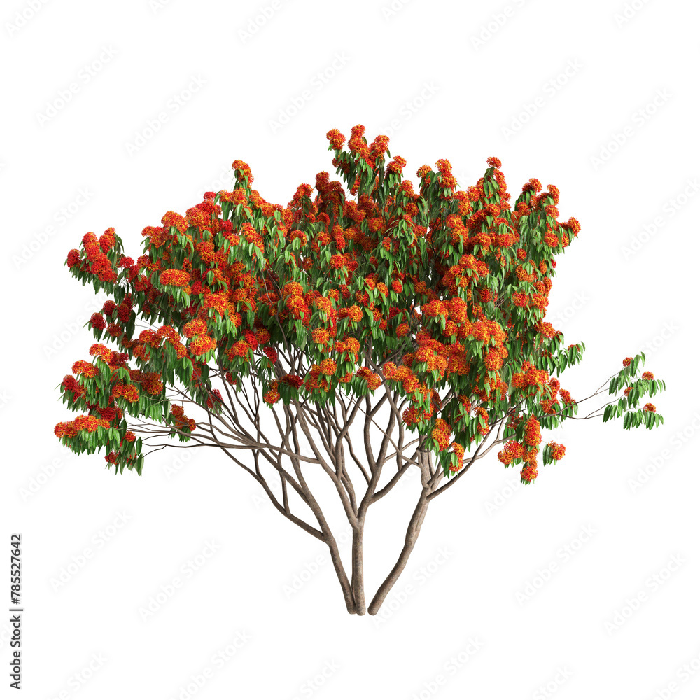 3d illustration of Saraca asoca tree isolated on transparent background ...