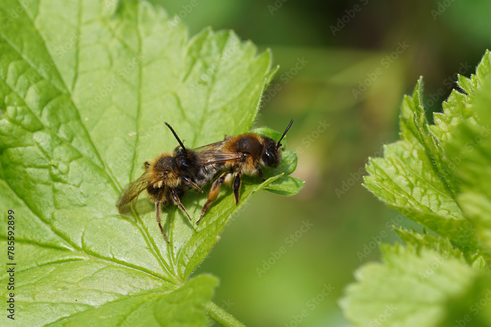 Male and female Grey-gastered Mining Bee, Andrena tibialis. Family ...