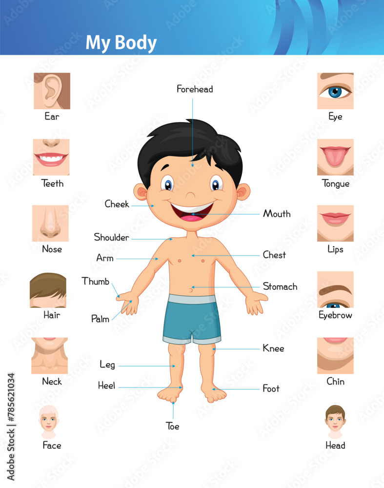 The human body has four limbs (two arms and two legs), a head and a ...