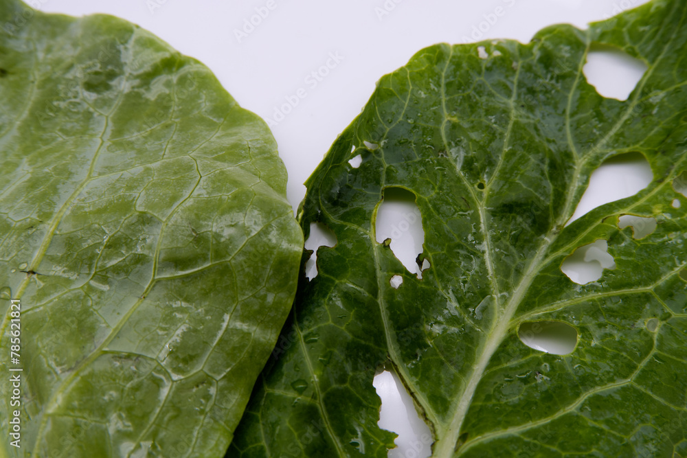 Fotografia do Stock: Collard green leaves texture. Close-up vegetable ...