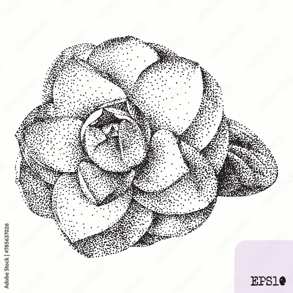 Camellia flower. Spring plant. Graphic ink drawing, pointillism ...