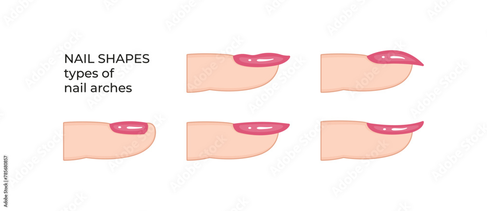 Nail shapes a visual guide. Types of nail arches. Stock Vector | Adobe ...