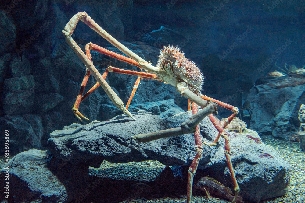Spider crab inside an aquarium. Huge crustacean clinging to a stone ...
